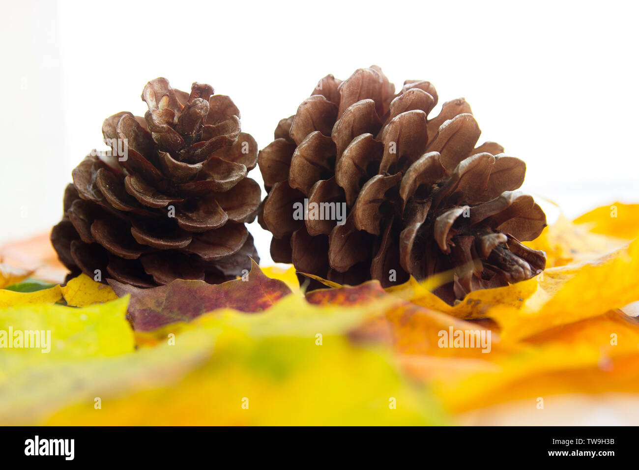Bumps on leaves hi-res stock photography and images - Alamy