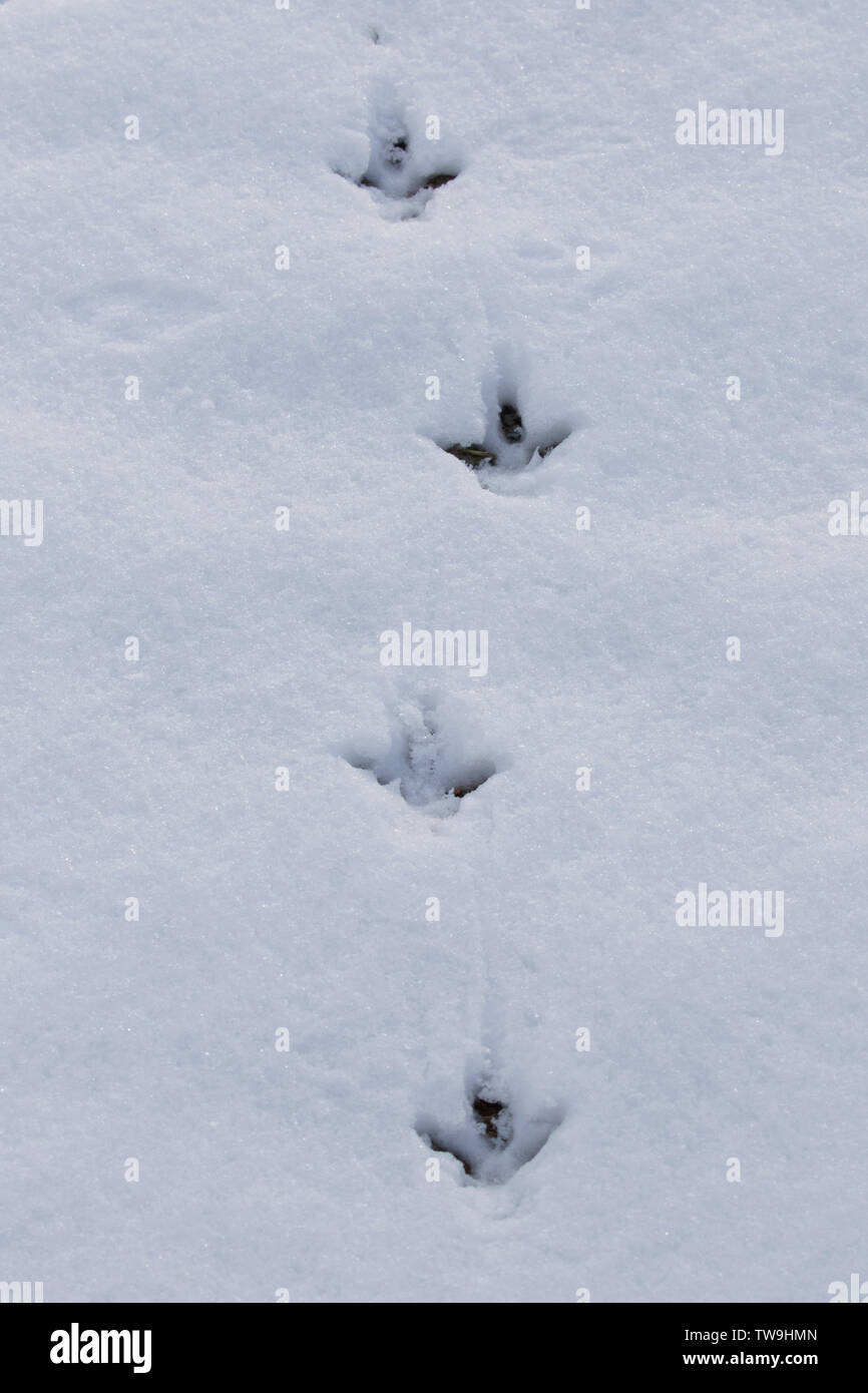 Bird footprint hi-res stock photography and images - Alamy