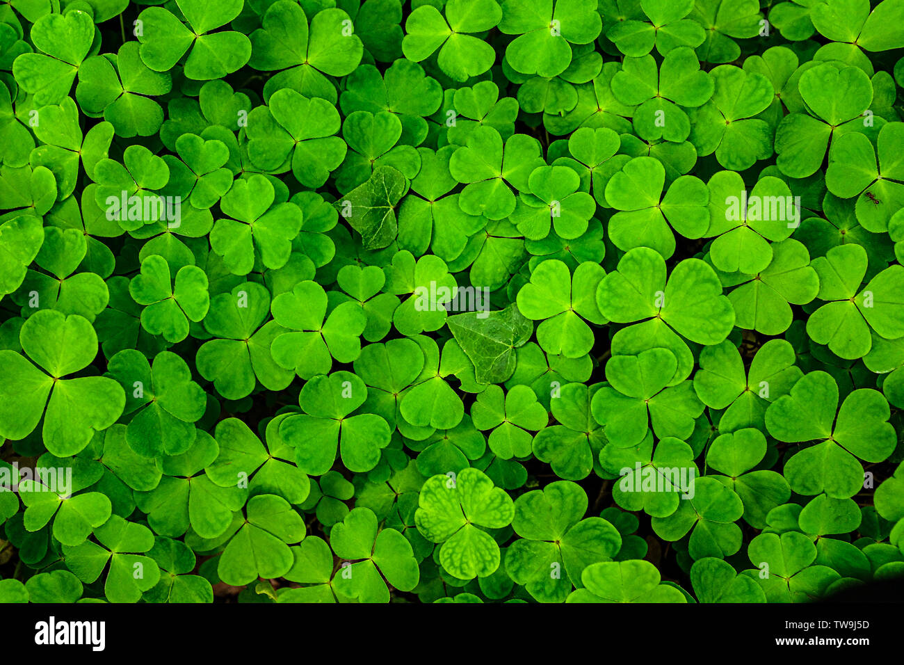 Shamrocks hi-res stock photography and images - Alamy