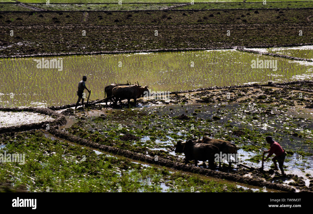 Intensive subsistence farming hi-res stock photography and images - Alamy