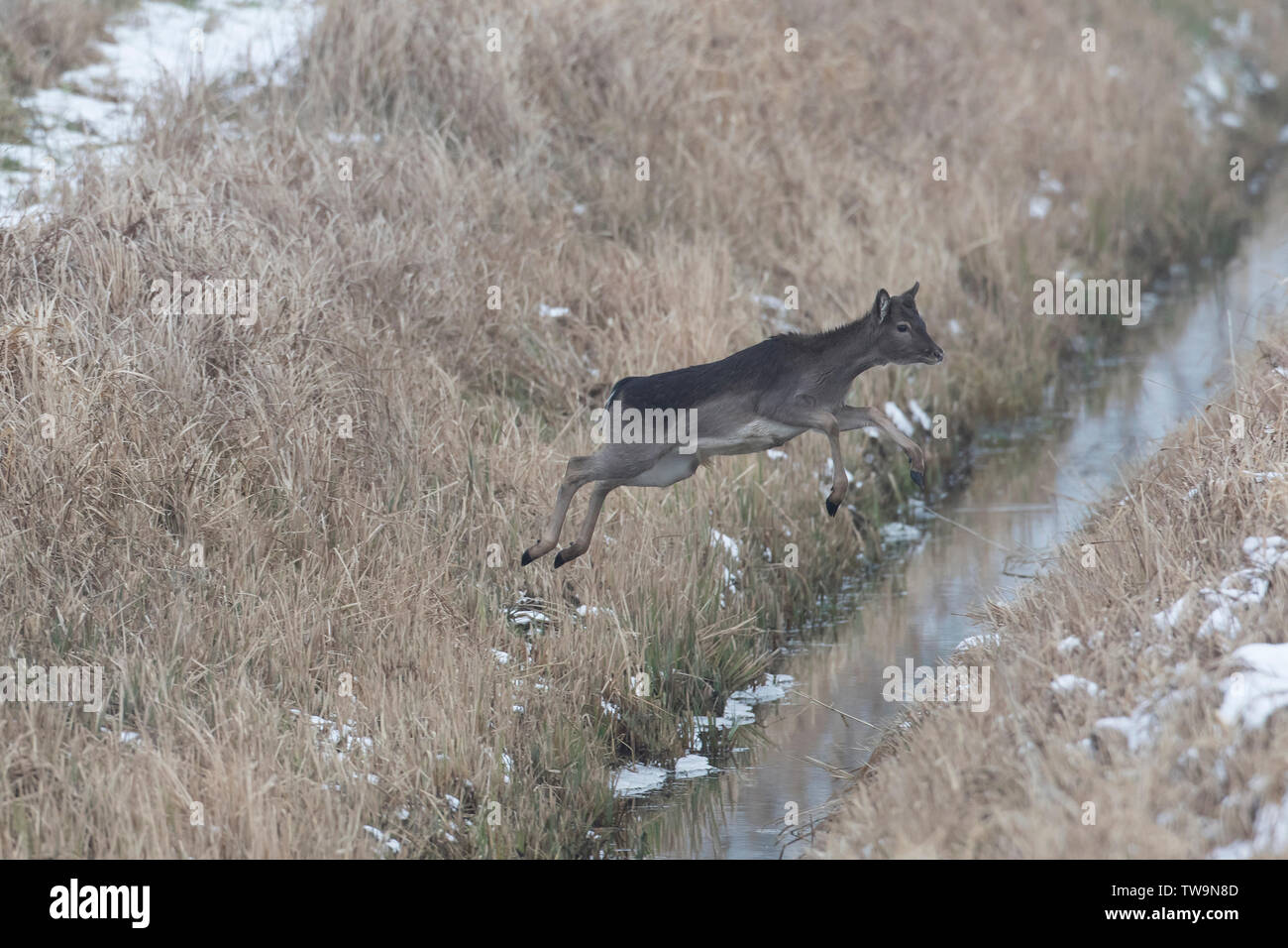 Juvenile Fallow Deer (Dama dama) jumping over a ditch. Germany Stock ...