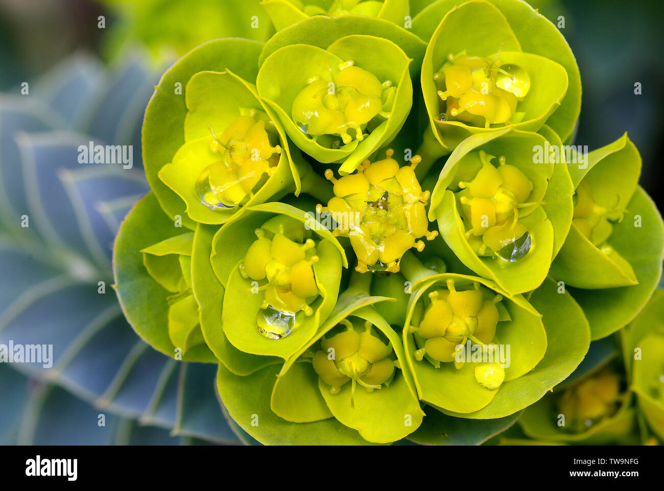 Blue Spurge (Euphorbia myrsinites), flowering. Italy Stock Photo - Alamy