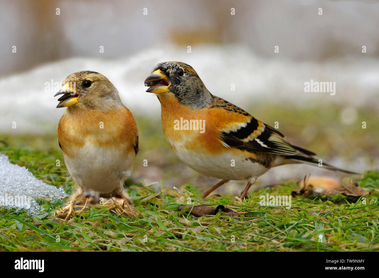 Brambling winter plumage hi-res stock photography and images - Alamy