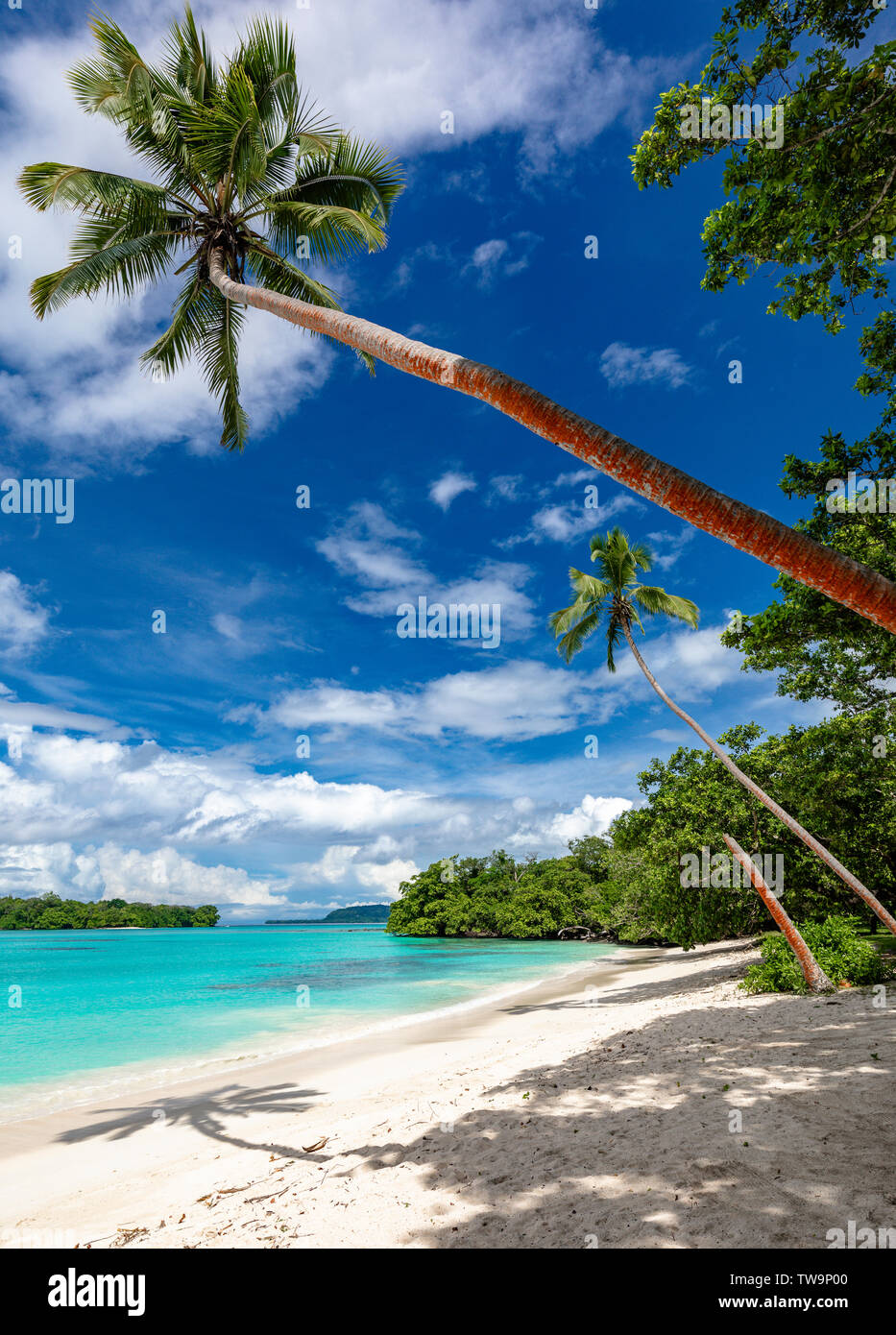 Amazing Port Orly sandy beach with palm trees, Espiritu Santo Island ...