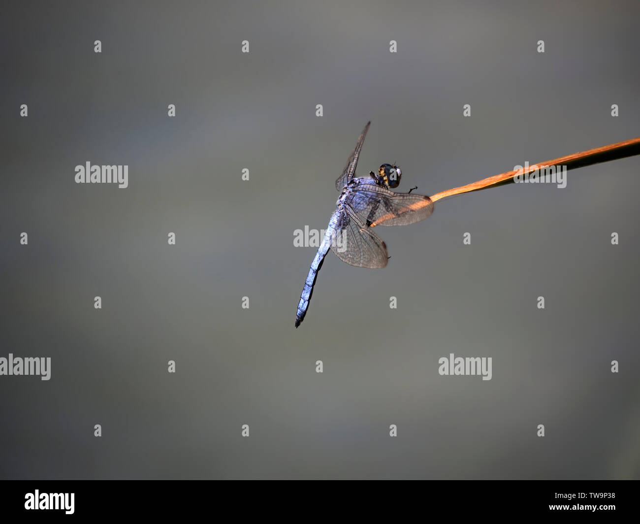 Orthetrum brunneum dragonfly, odonata, Southern Skimmer. Male, on plain ...