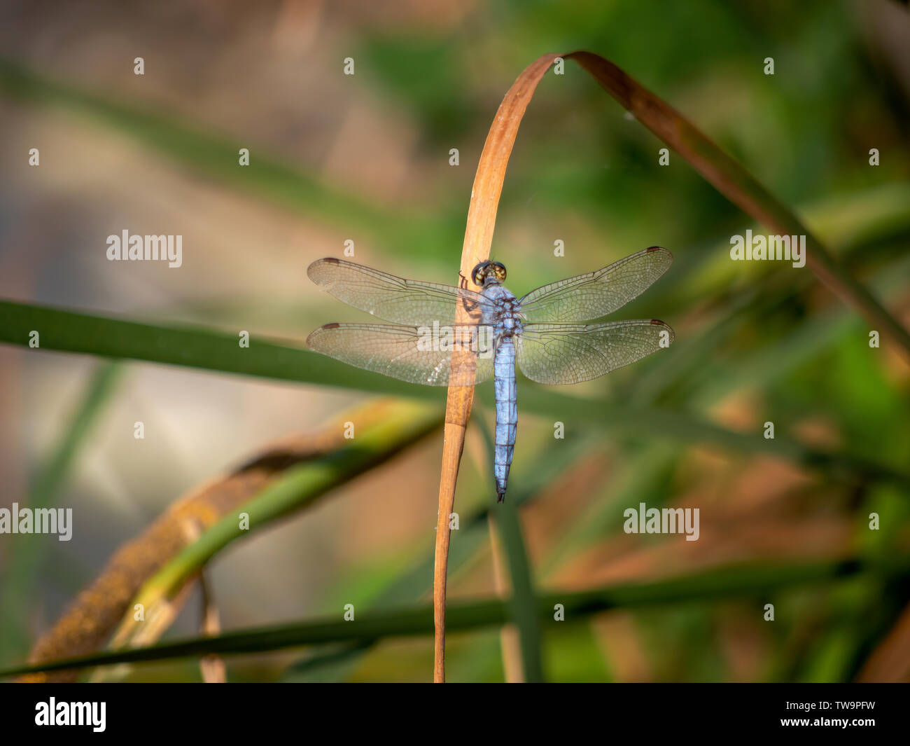 Waterside insect hi-res stock photography and images - Alamy