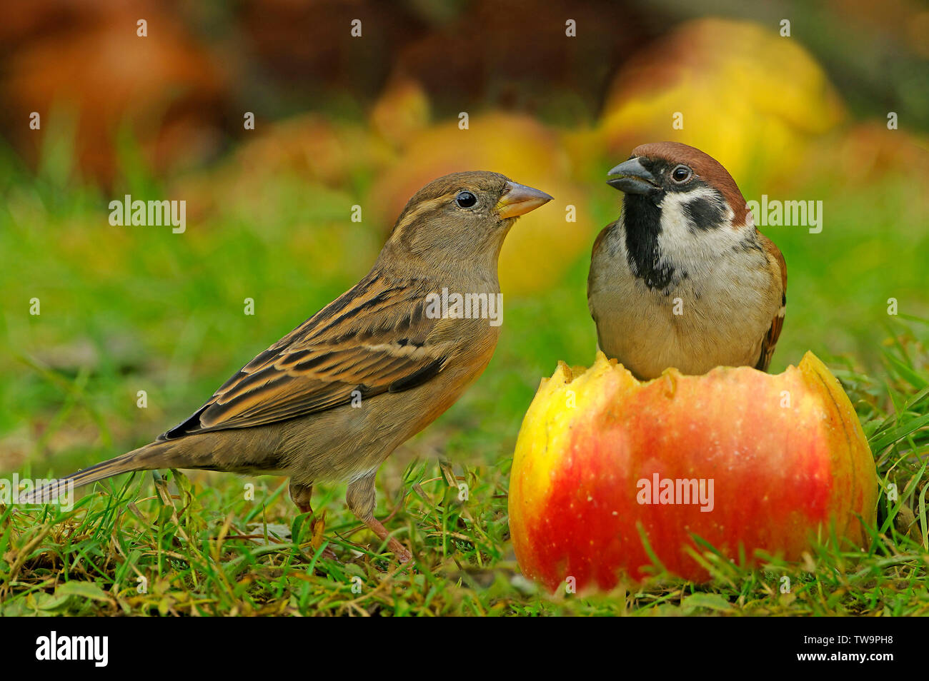 Passeridae aves hi-res stock photography and images - Alamy