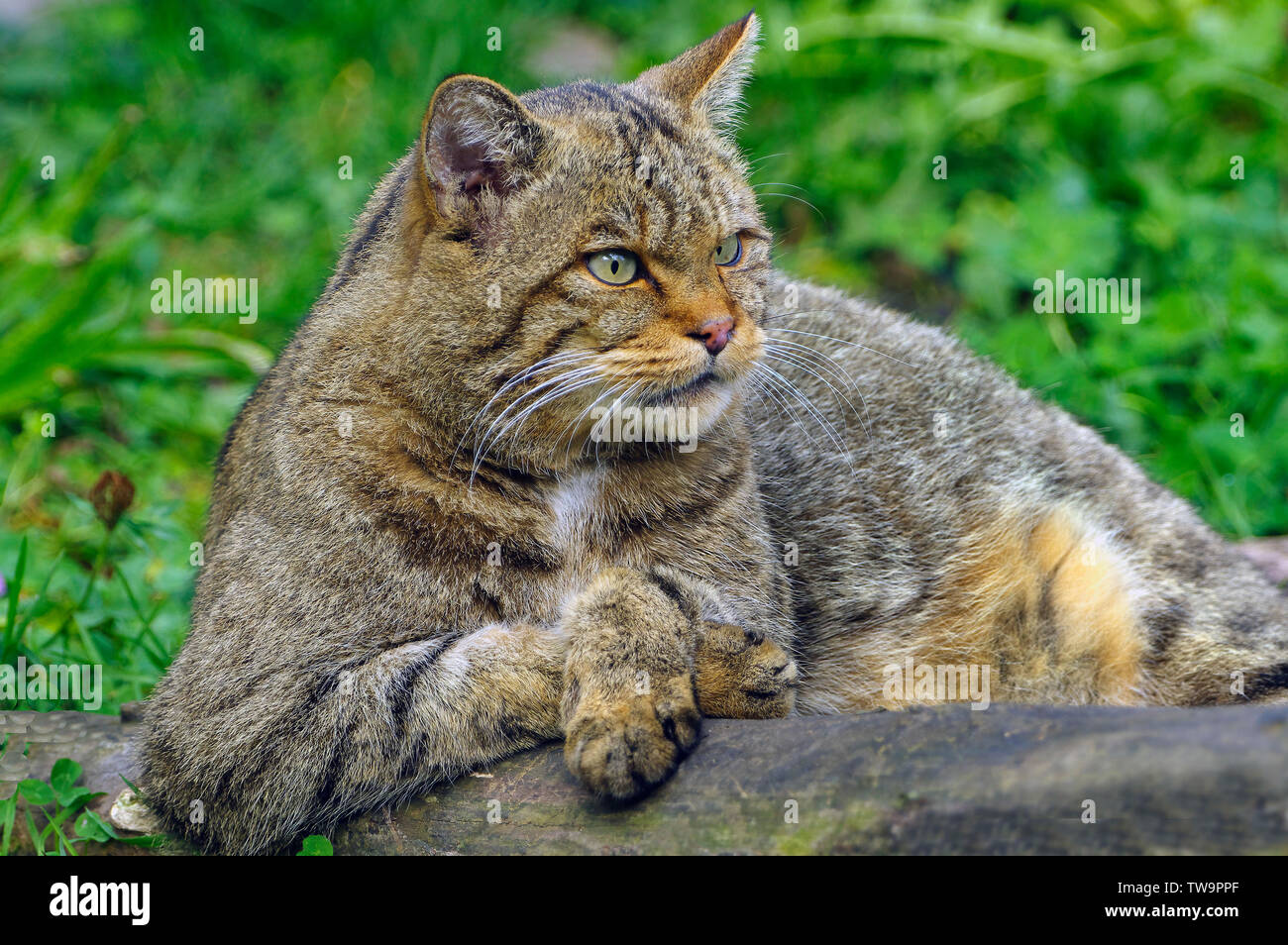 European Wild Cat (Felis silvestris). Older female. Switzerland Stock ...