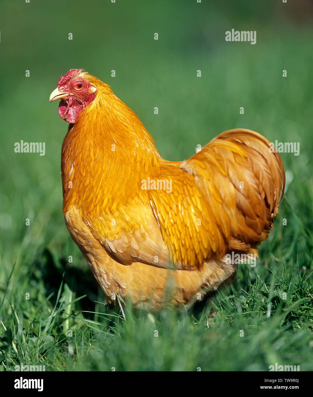 Chicken comb hi-res stock photography and images - Alamy