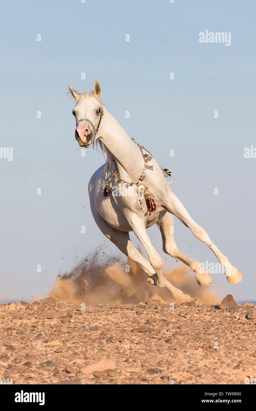Purebred Arabian Horse. Grey mare galloping in the desert. Egypt Stock ...