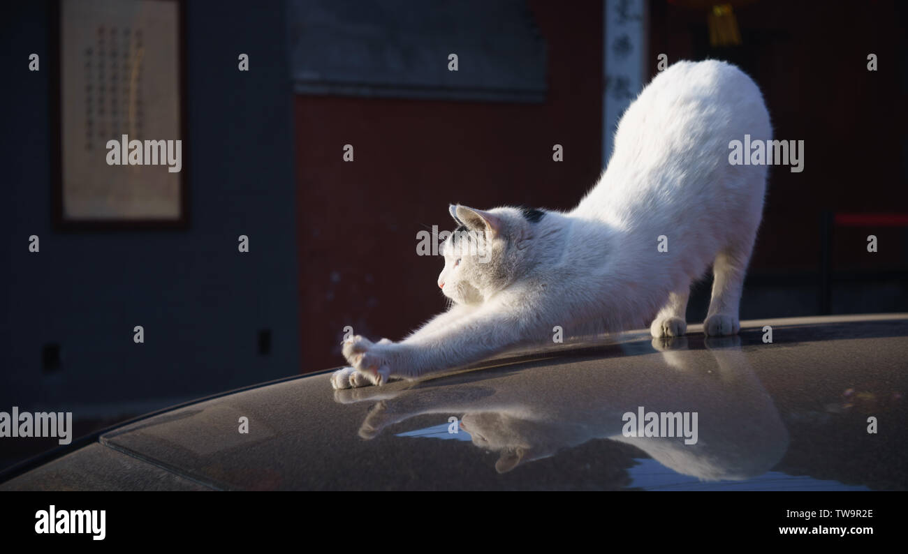 Cats ice hi-res stock photography and images - Alamy