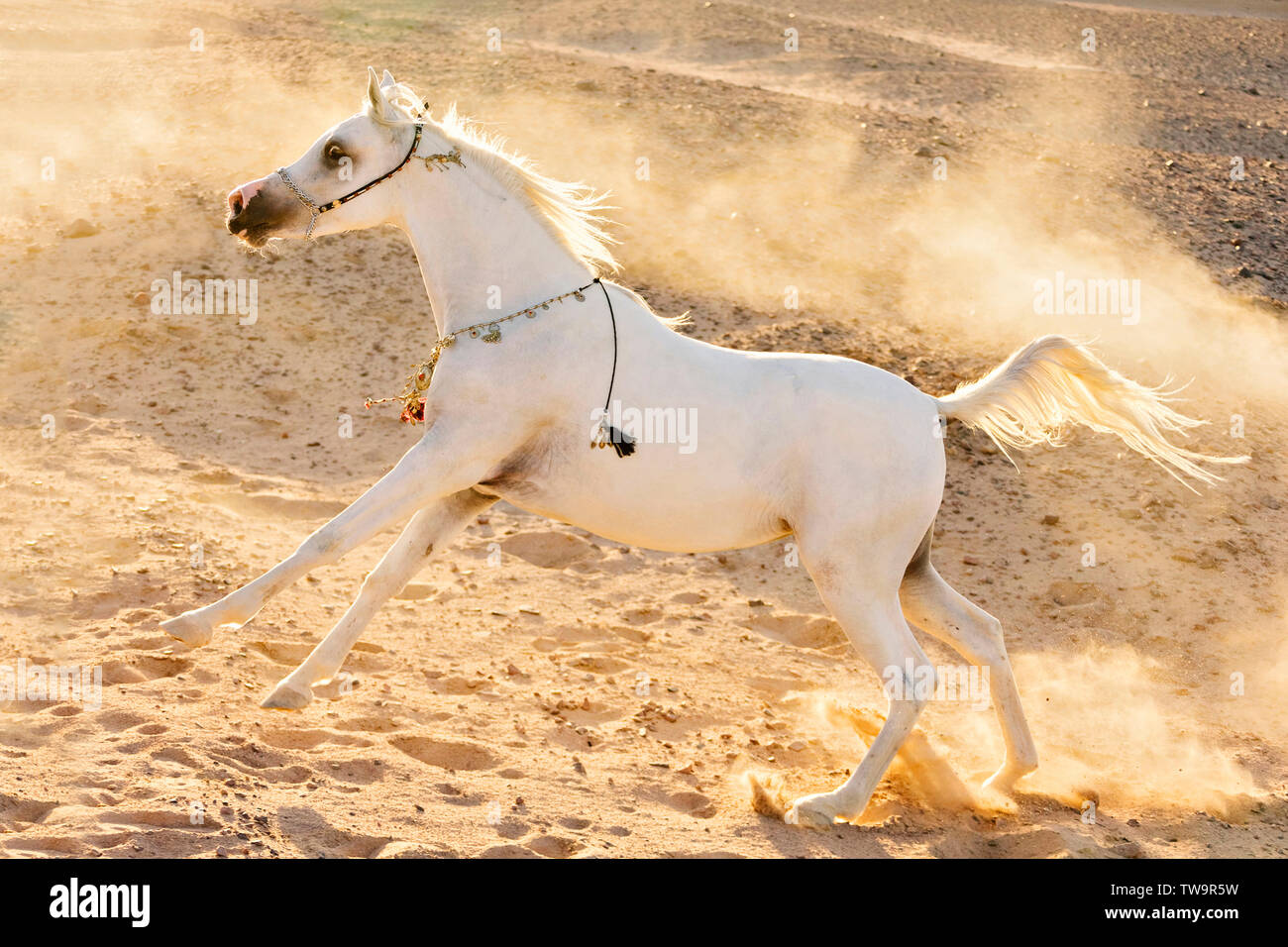 Purebred Arabian Horse. Grey mare galloping in the desert. Egypt Stock ...