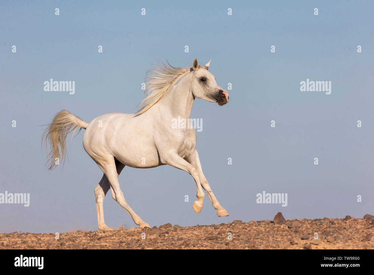 Arabian horse egypt equidae mammalia hi-res stock photography and ...
