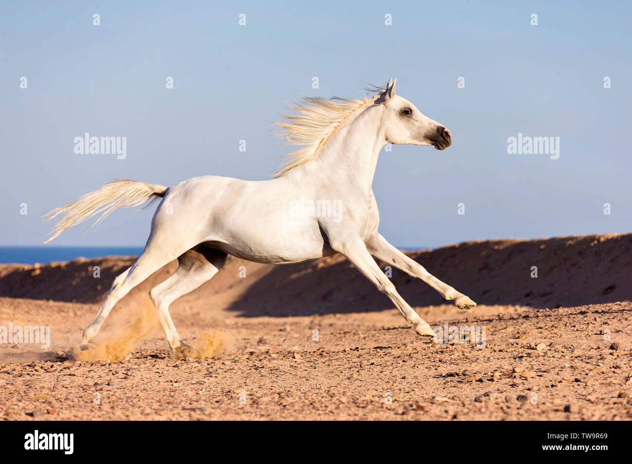 Purebred Arabian Horse. Grey mare galloping in the desert. Egypt Stock ...