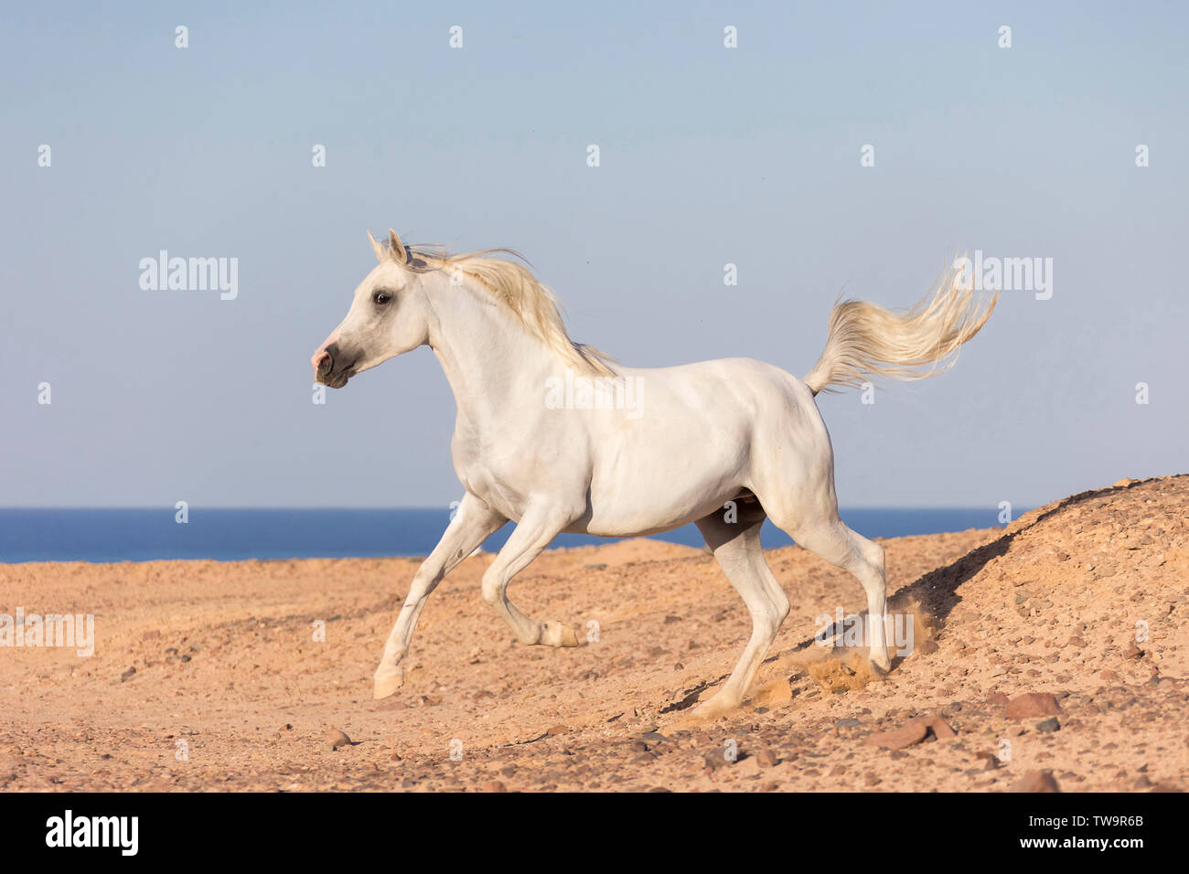 Purebred Arabian Horse. Grey mare galloping in the desert. Egypt Stock ...