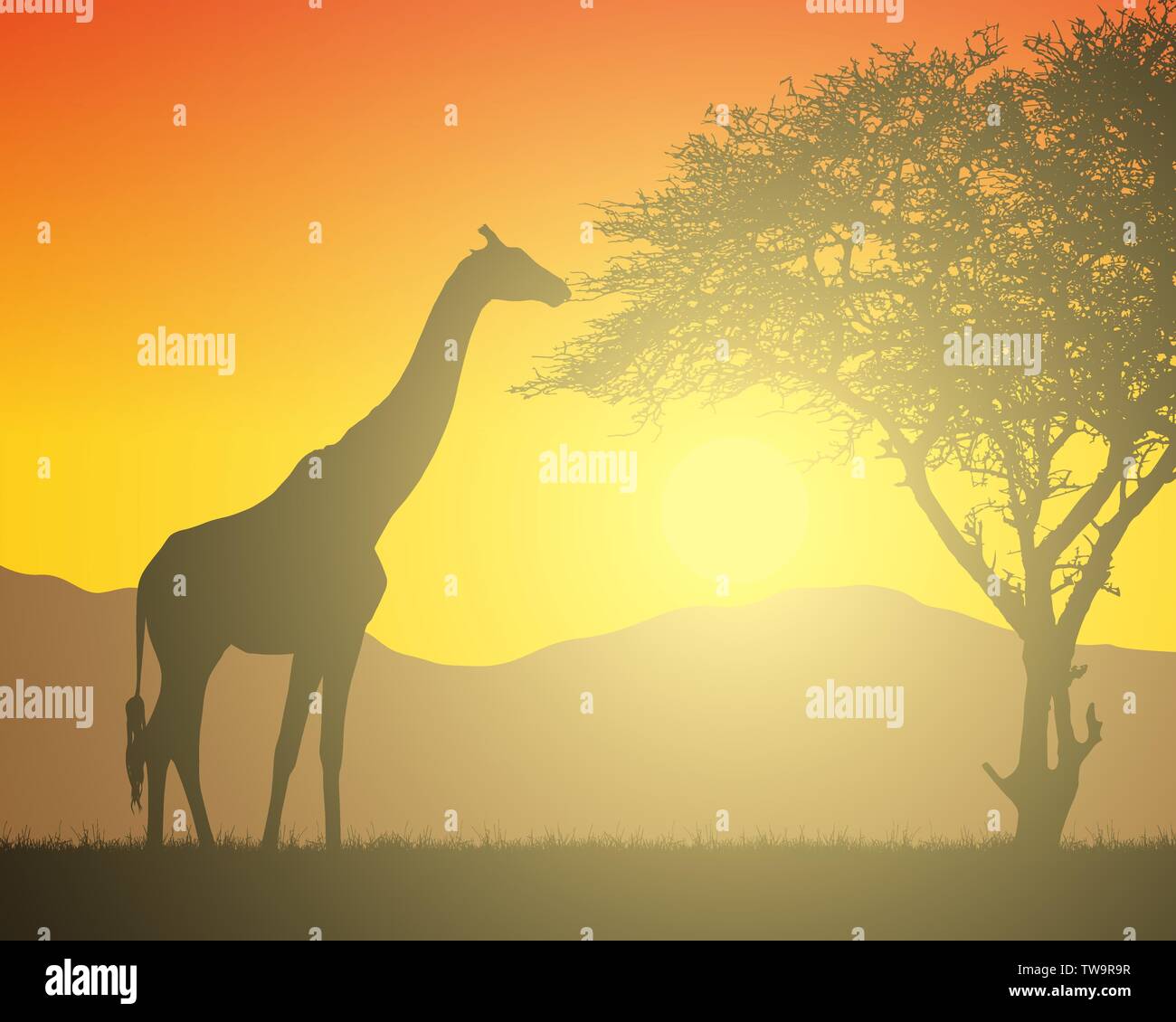 Giraffe sunset evening namibia Stock Vector Images - Alamy