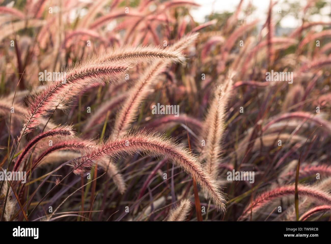 Dog tail grass in the setting sun Stock Photo - Alamy