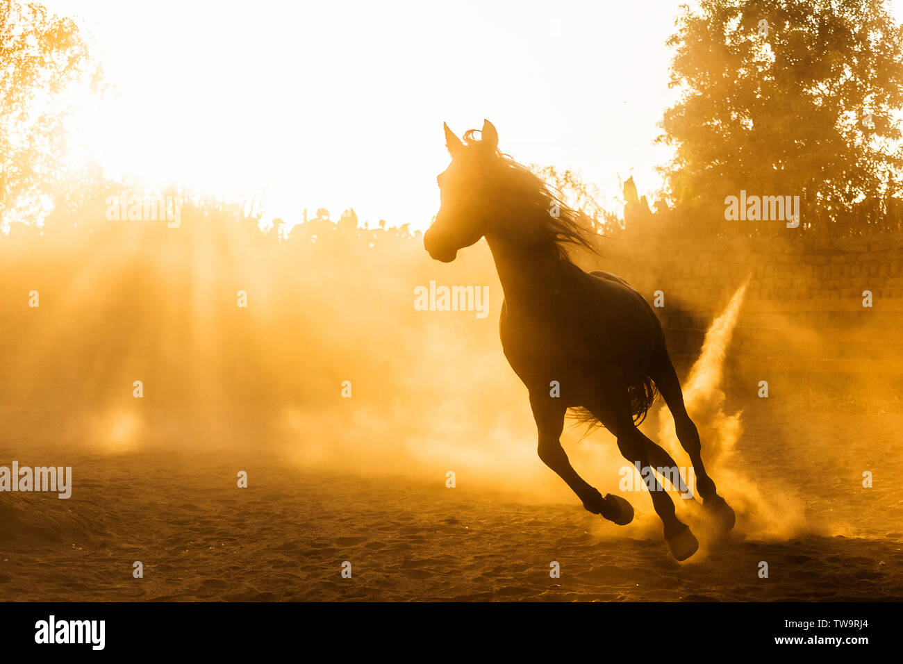 Purebred Arabian Horse. Black stallion galloping in a paddock ...