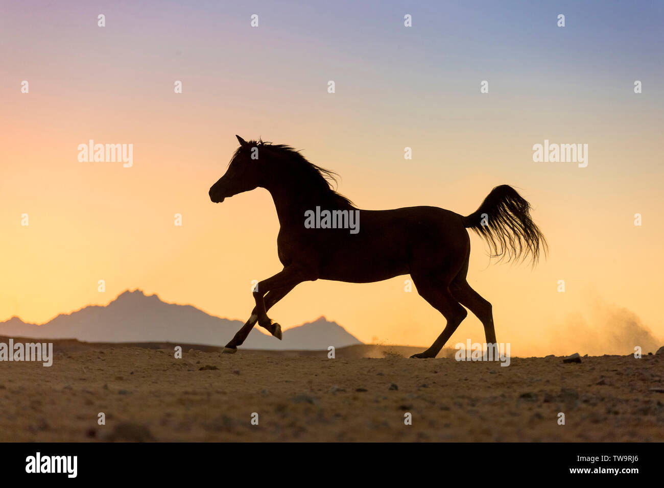 Purebred Arabian Horse. Bay stallion galloping in the desert ...