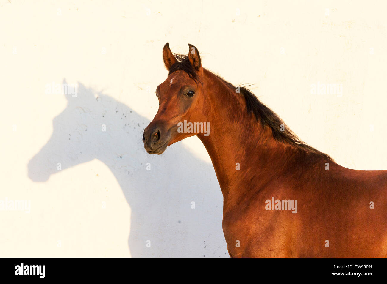 Bay Egyptian Arabian