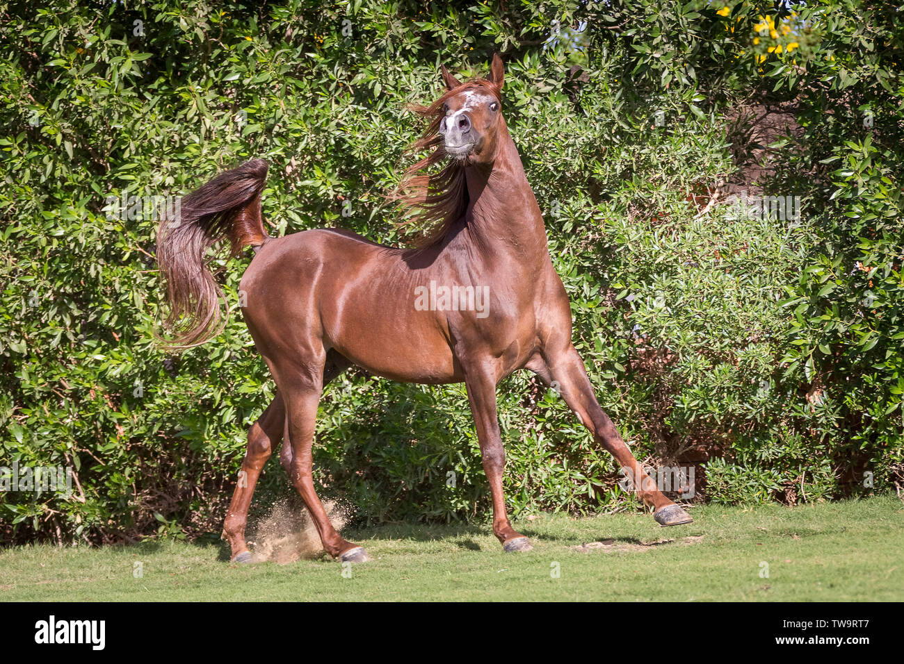 Arabian Horse. Chestnut stallion showing-off on a lawn, tossing its ...