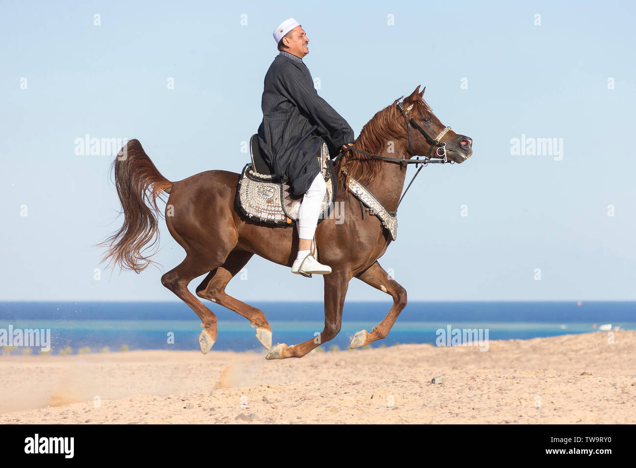 Horse And Rider Galloping