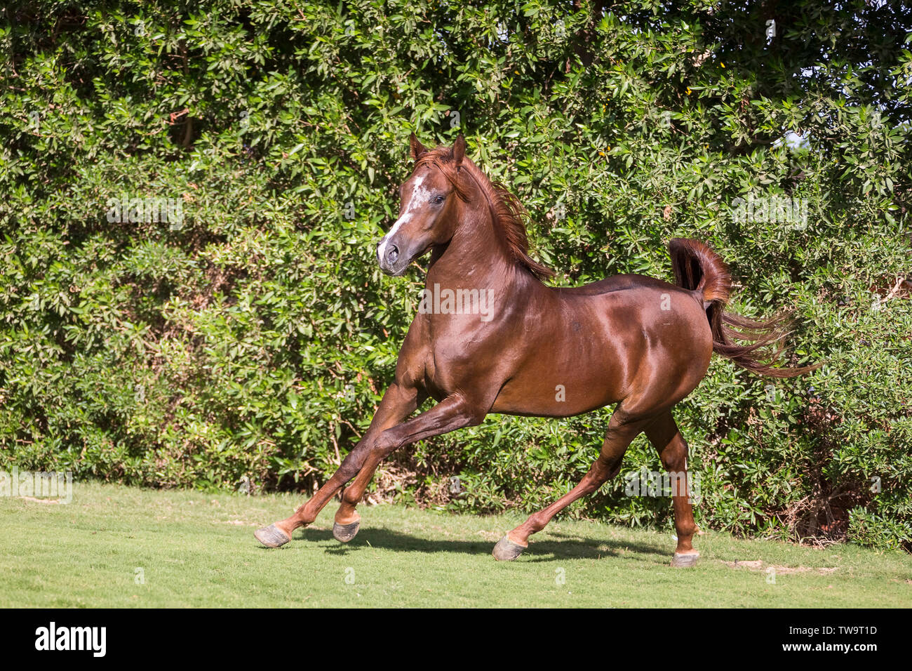 Arabian Horse. Chestnut stallion galloping on a lawn. Egypt Stock Photo ...