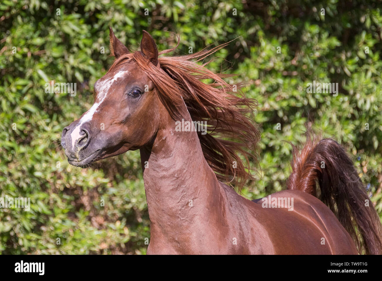 Arabian Horse. Chestnut stallion galloping on a lawn, portrait. Egypt ...