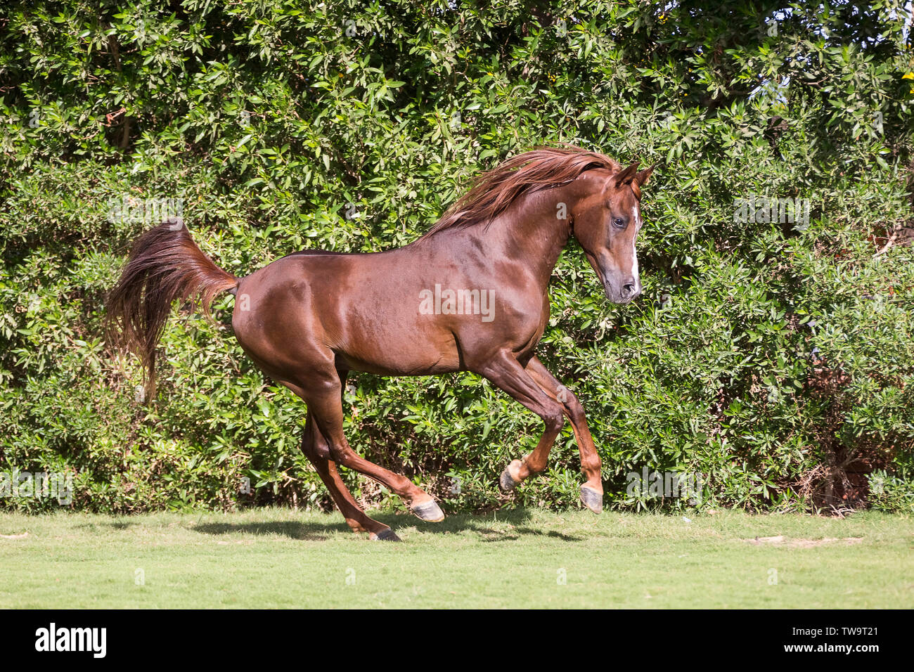 Arabian Horse. Chestnut stallion galloping on a lawn. Egypt Stock Photo ...