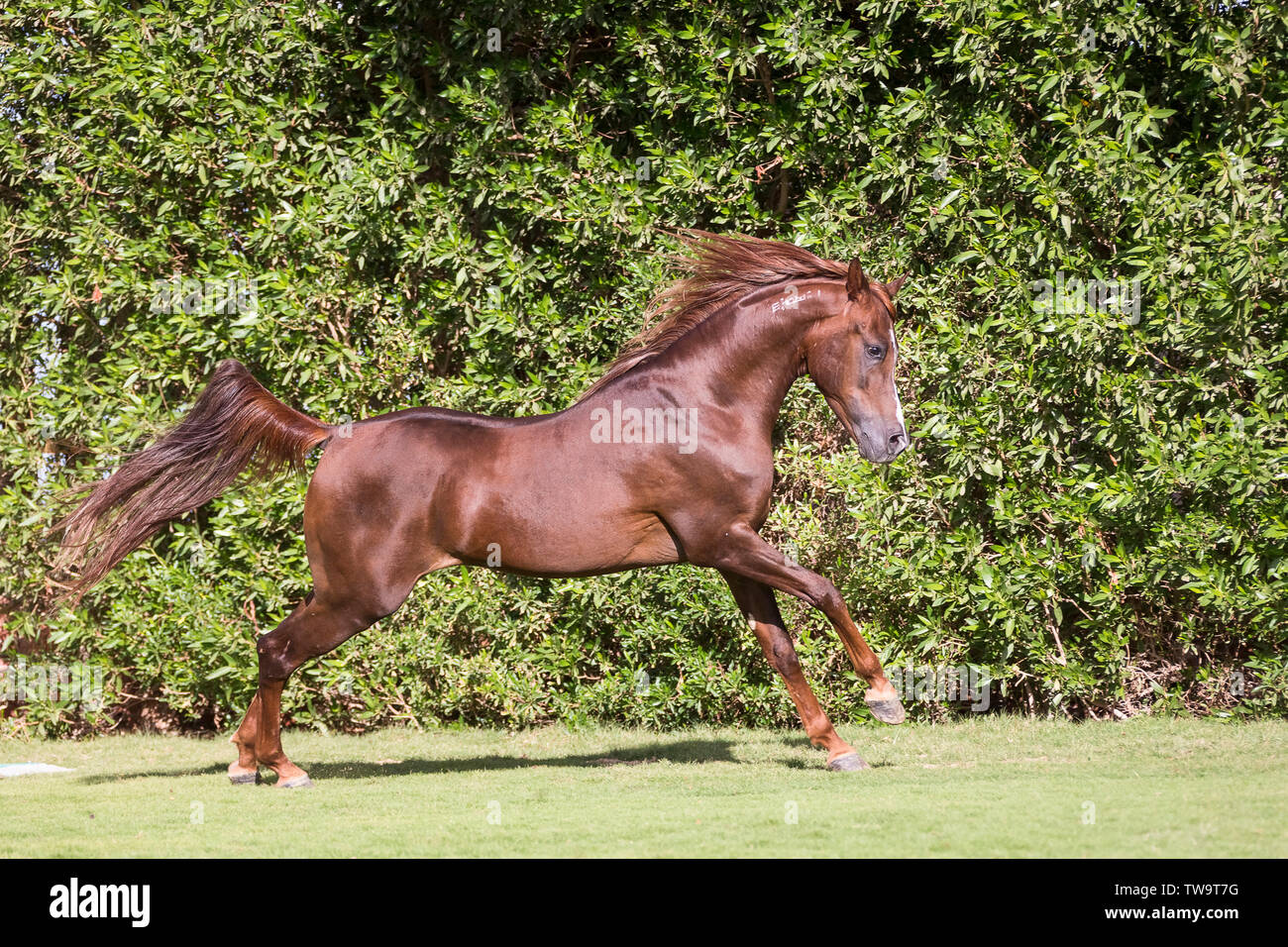 Arabian Horse. Chestnut stallion galloping on a lawn. Egypt Stock Photo ...