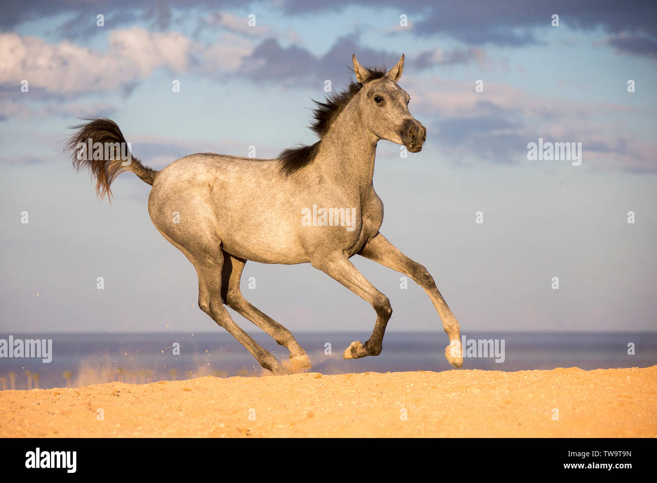 Purebred Arabian Horse. Juvenile stallion (weaner) galloping in the ...
