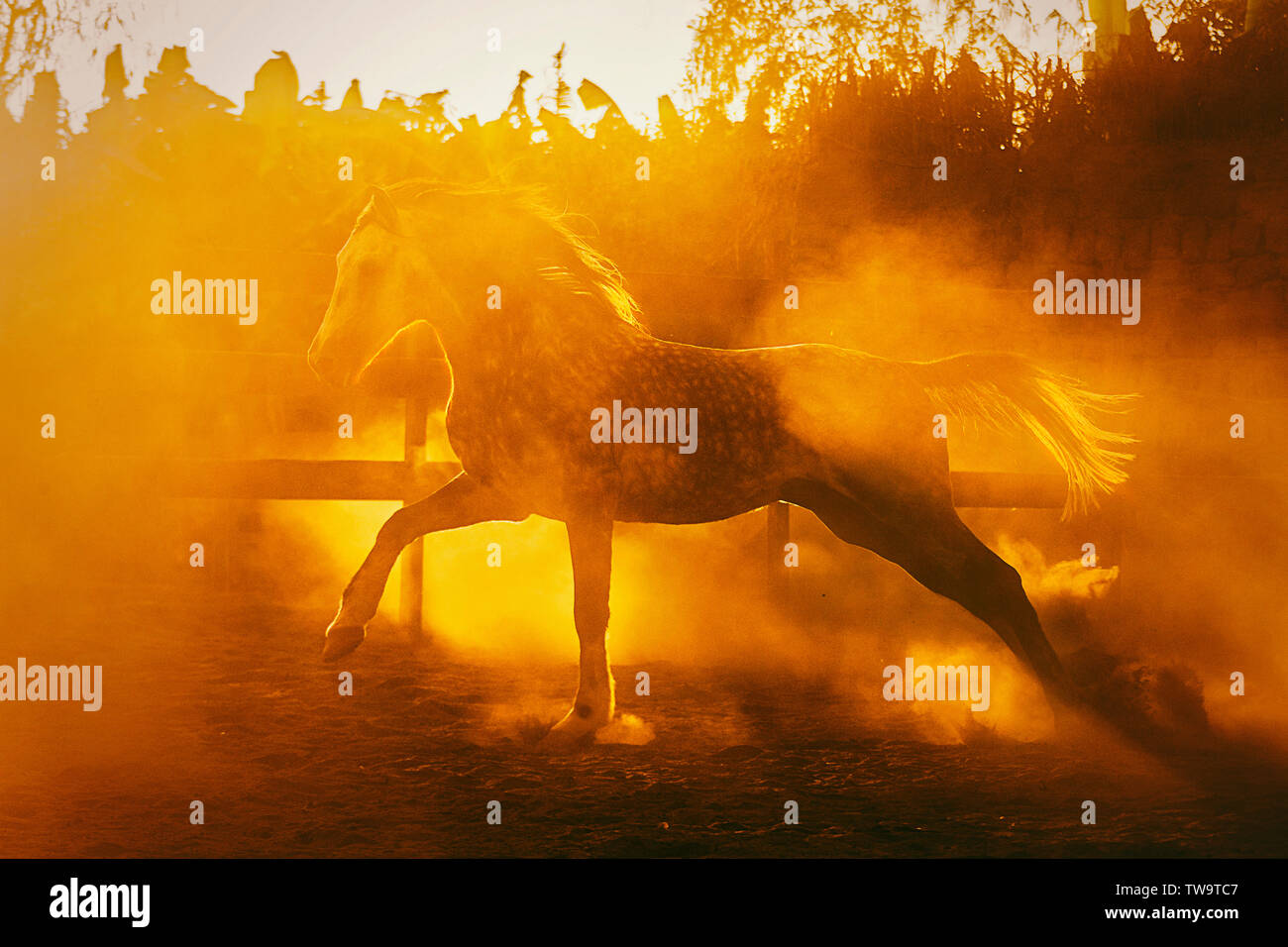 Purebred Arabian Horse. Grey stallion galloping in a paddock ...
