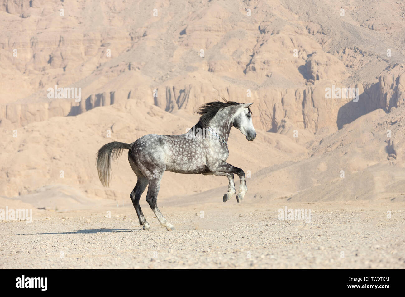 Purebred Arabian Horse. Grey stallion showing-off in the desert. Egypt ...