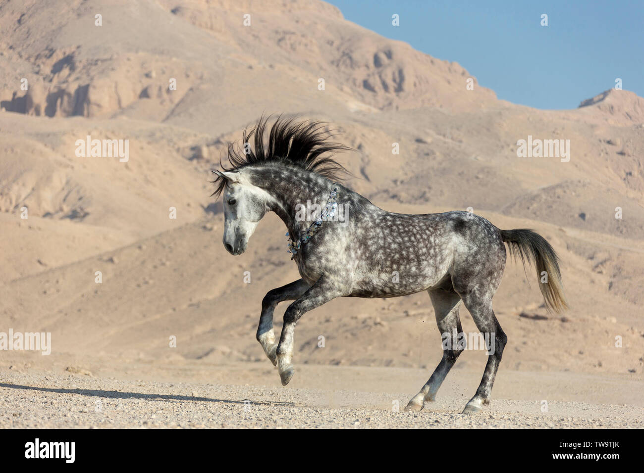 Purebred Arabian Horse. Grey stallion showing-off in the desert. Egypt ...