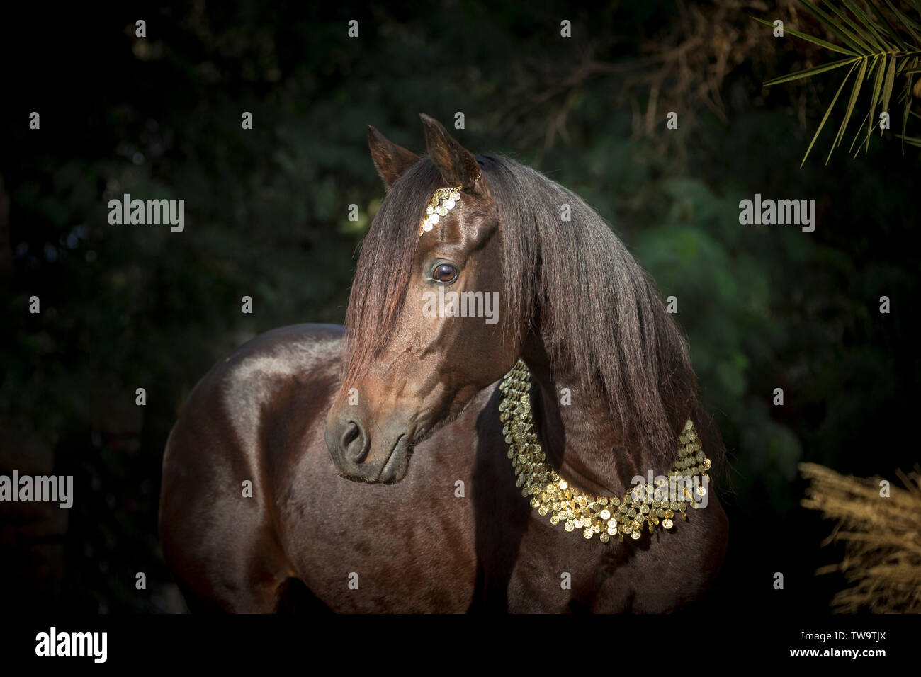 Purebred Arabian Horse. Portrait of stallion wearing show halter, seen ...