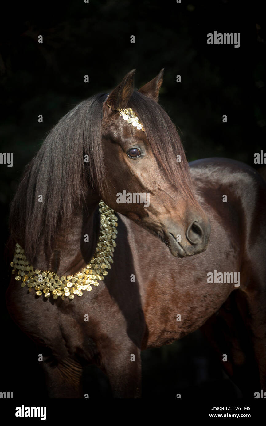 Purebred Arabian Horse. Portrait of stallion wearing show halter, seen ...