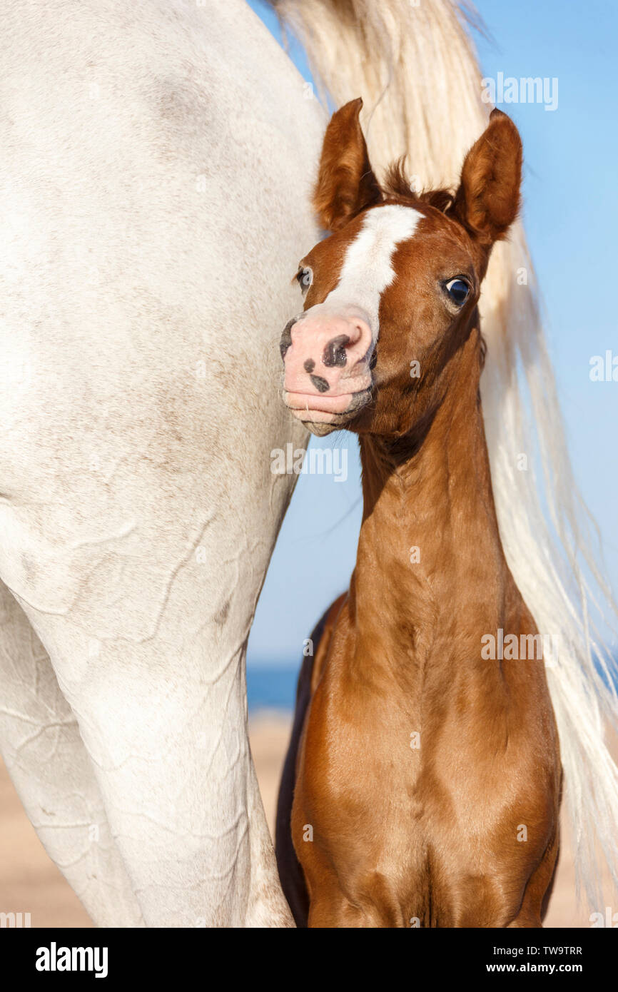 Purebred Arabian Horse. Chestnut filly-foal under mothers tail. Egypt ...