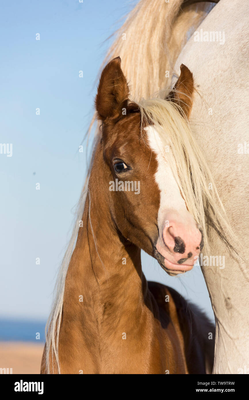 Chestnut under its tail hi-res stock photography and images - Alamy
