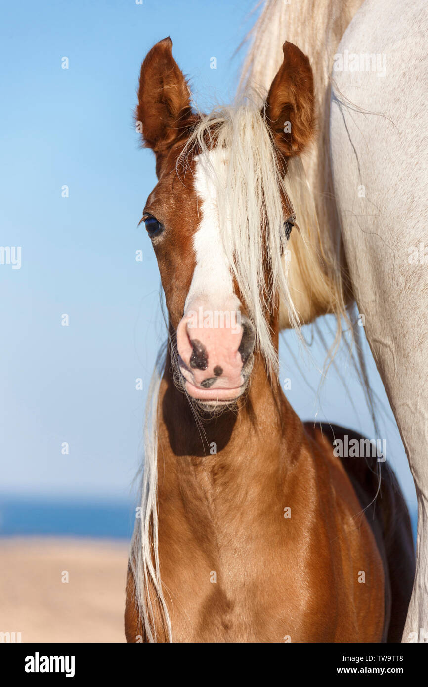 Purebred Arabian Horse. Chestnut filly-foal under mothers tail. Egypt ...