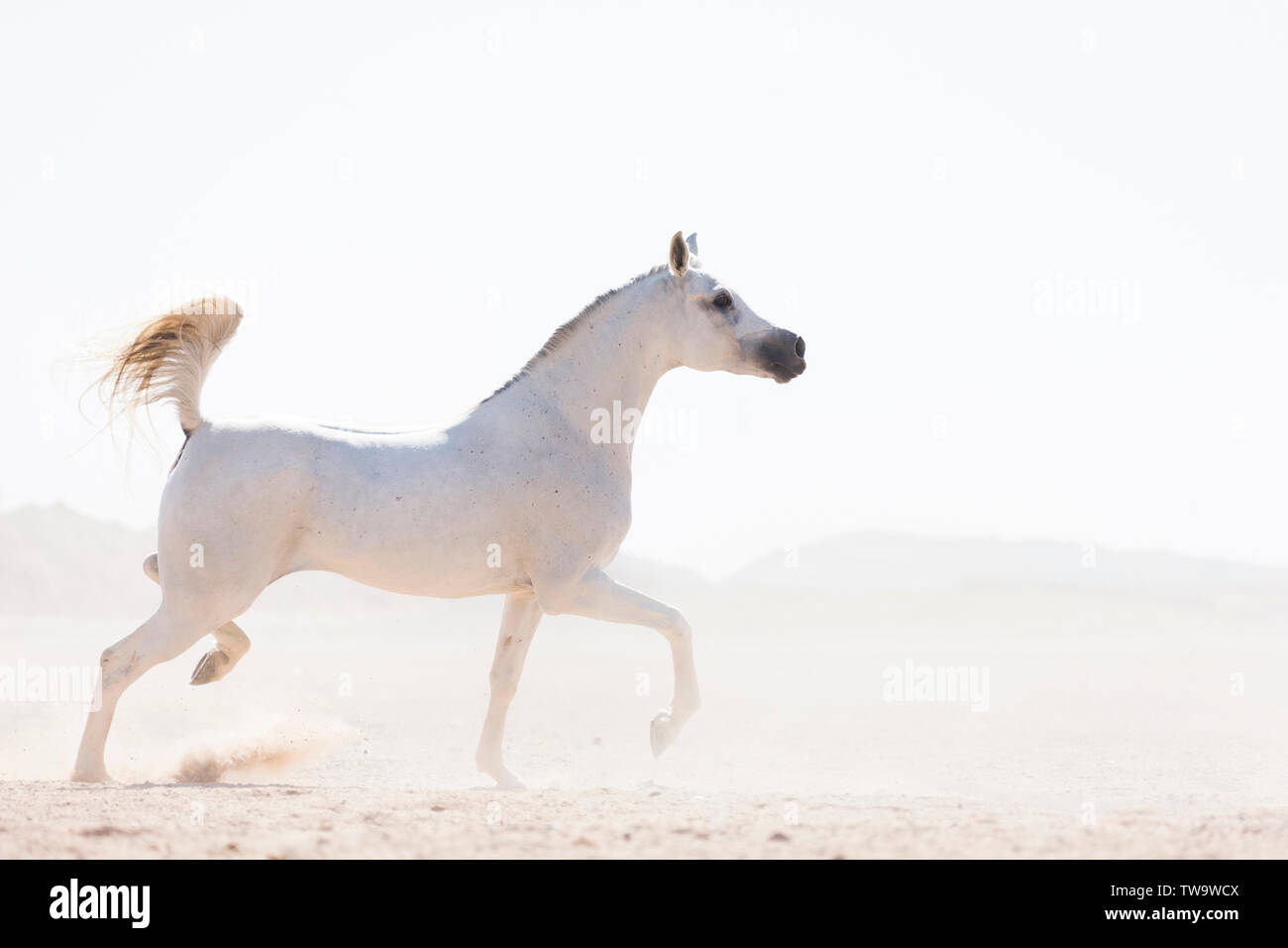 Purebred Arabian Horse. Grey mare trotting in the desert. Egypt Stock ...