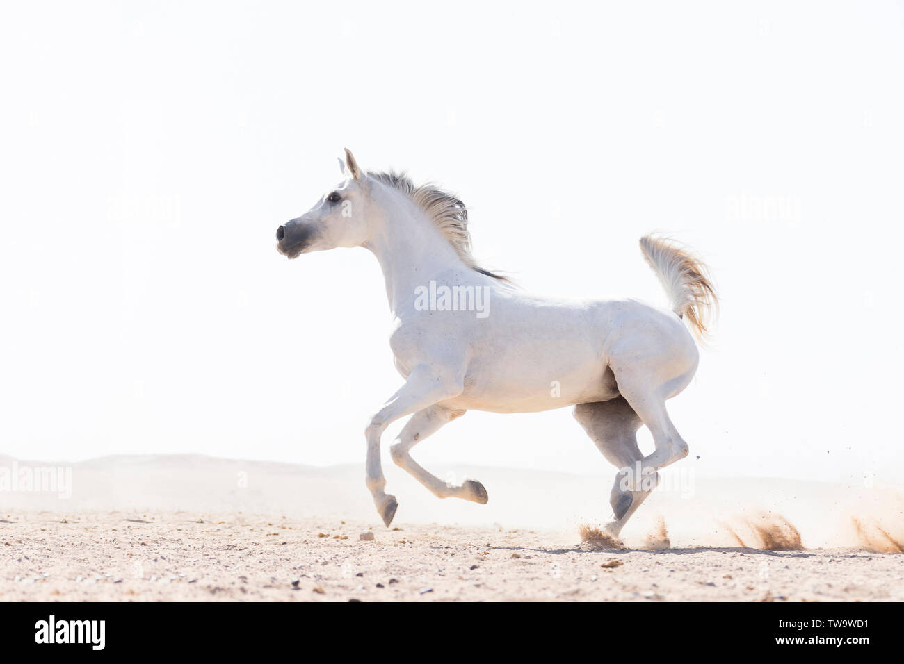 Purebred Arabian Horse. Grey mare galloping in the desert. Egypt Stock ...