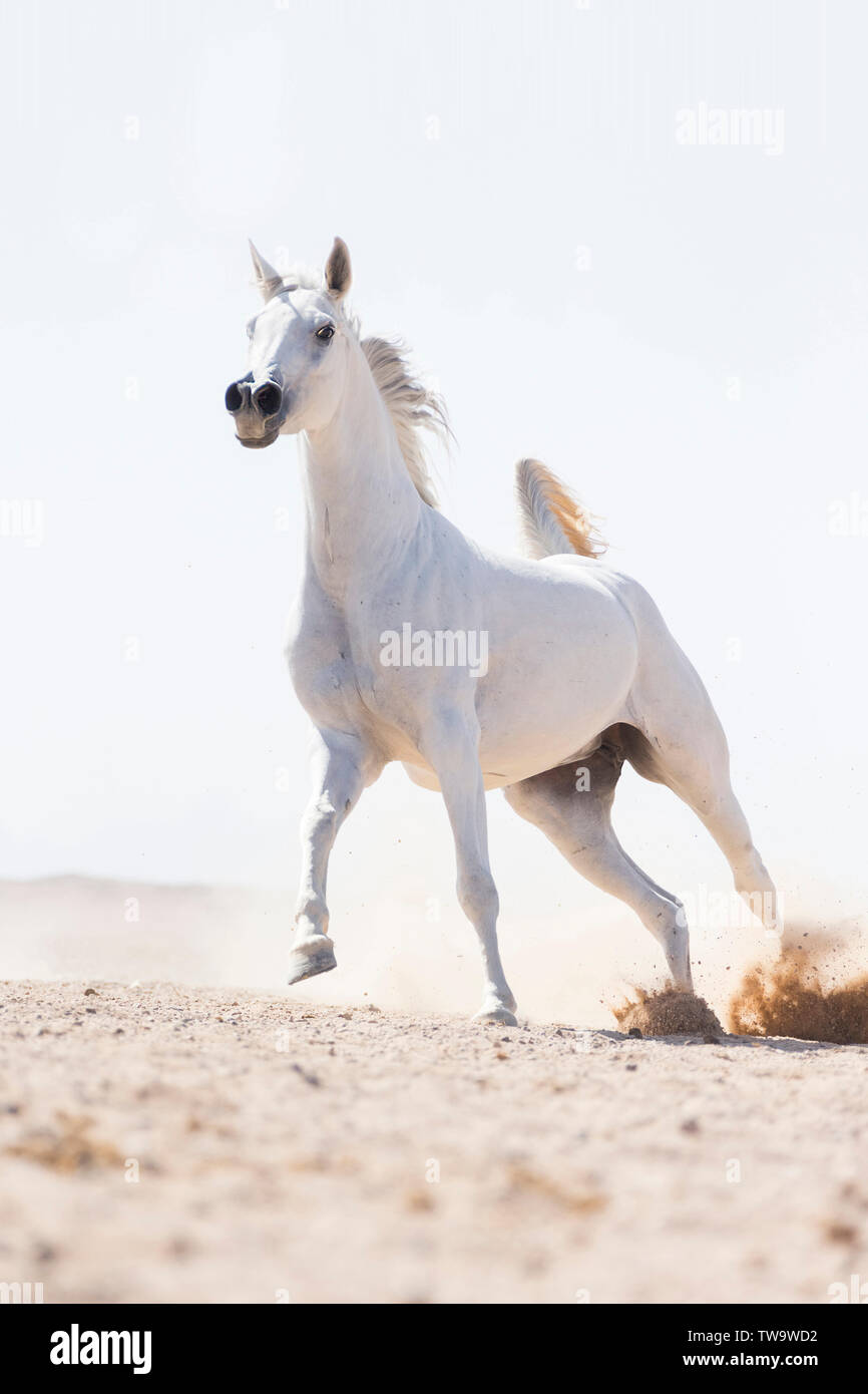 Purebred Arabian Horse. Grey mare galloping in the desert. Egypt Stock ...