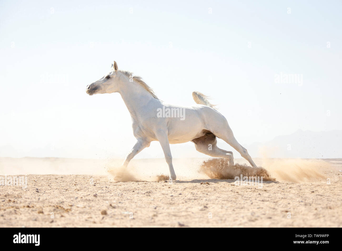 Purebred Arabian Horse. Grey mare galloping in the desert. Egypt Stock ...