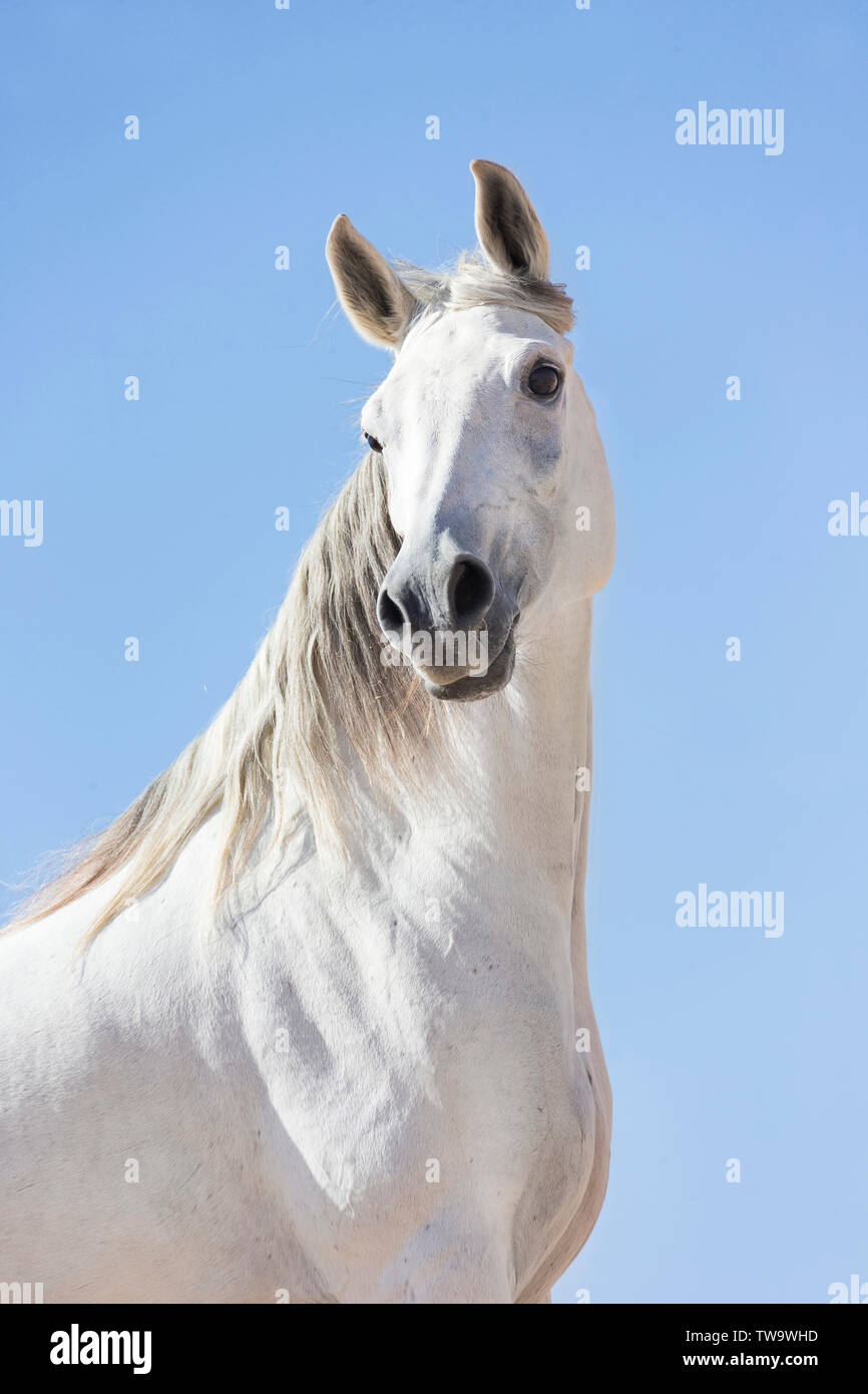 Purebred Arabian Horse. Portrait of grey mare against blue sky. Egypt ...