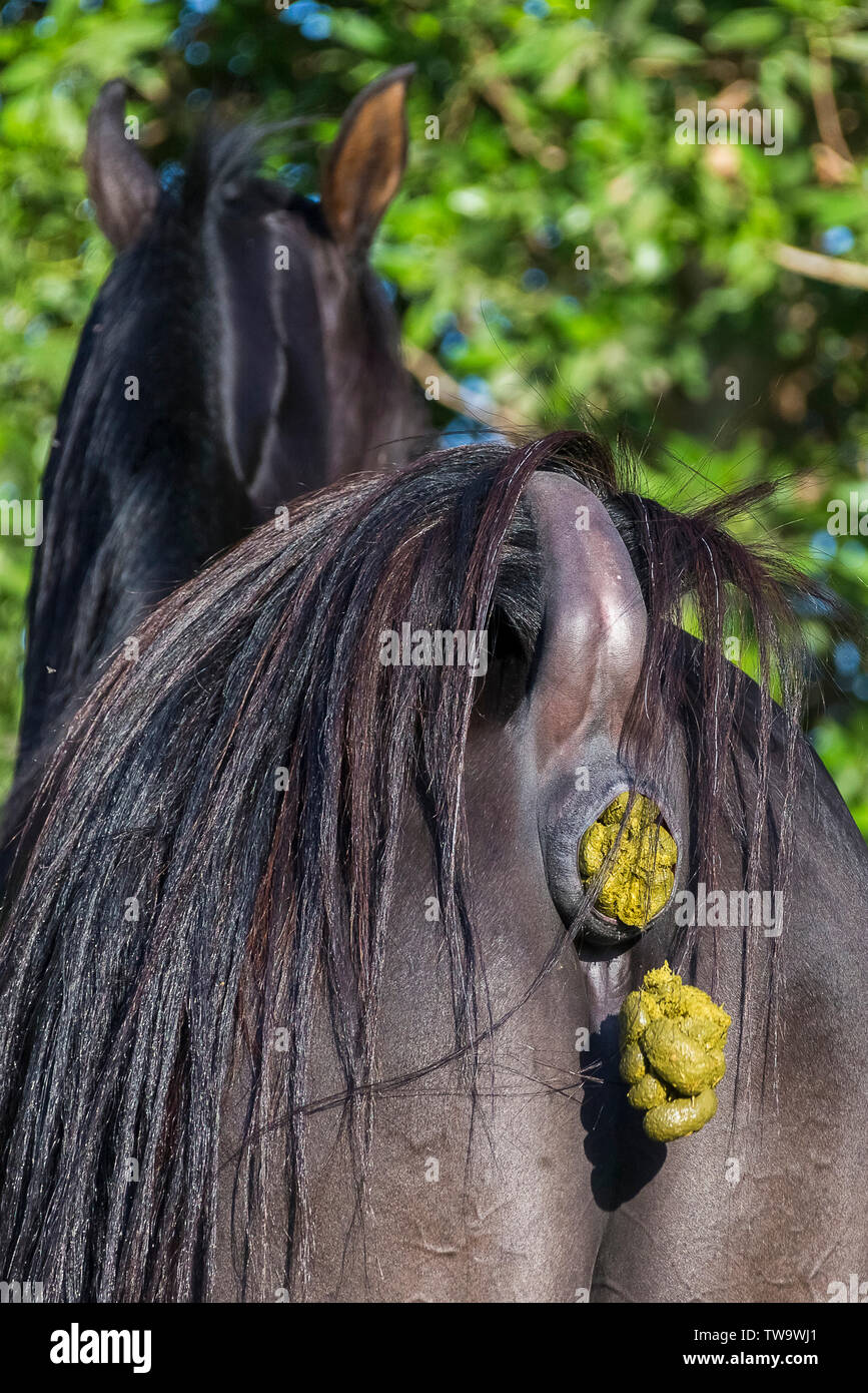 Purebred Arabian Horse. Black stallion defacating. Egypt Stock Photo ...