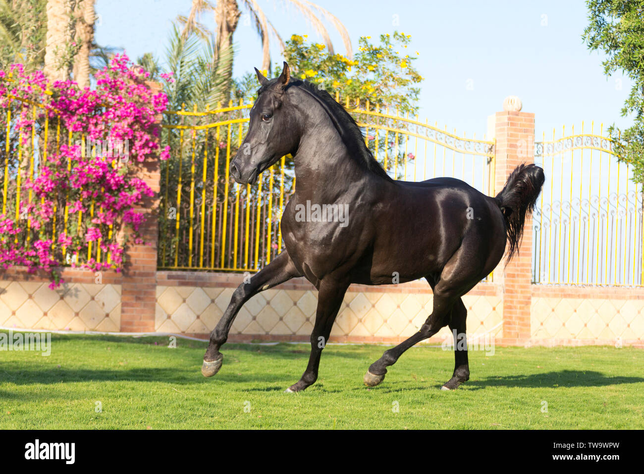 Purebred Arabian Horse. Black stallion galloping in a lawn. Egypt Stock ...