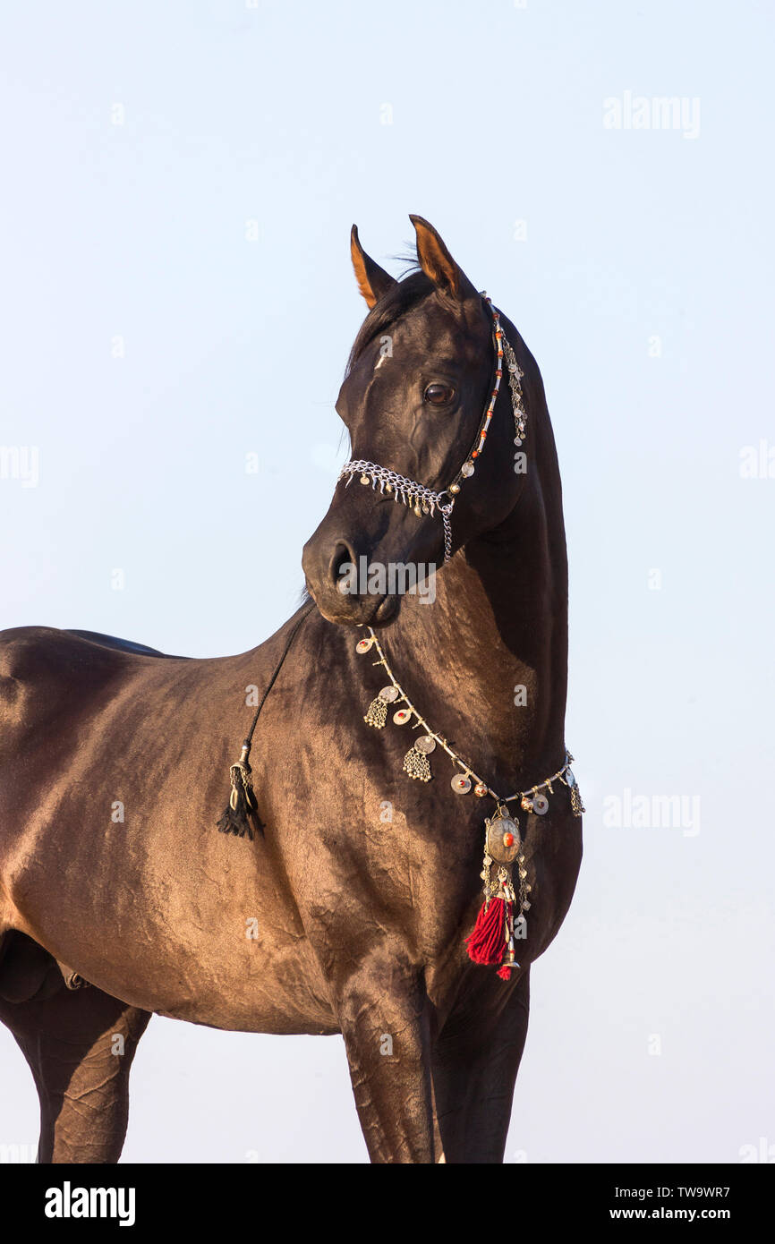 Black Arabian Stallion Show Horse