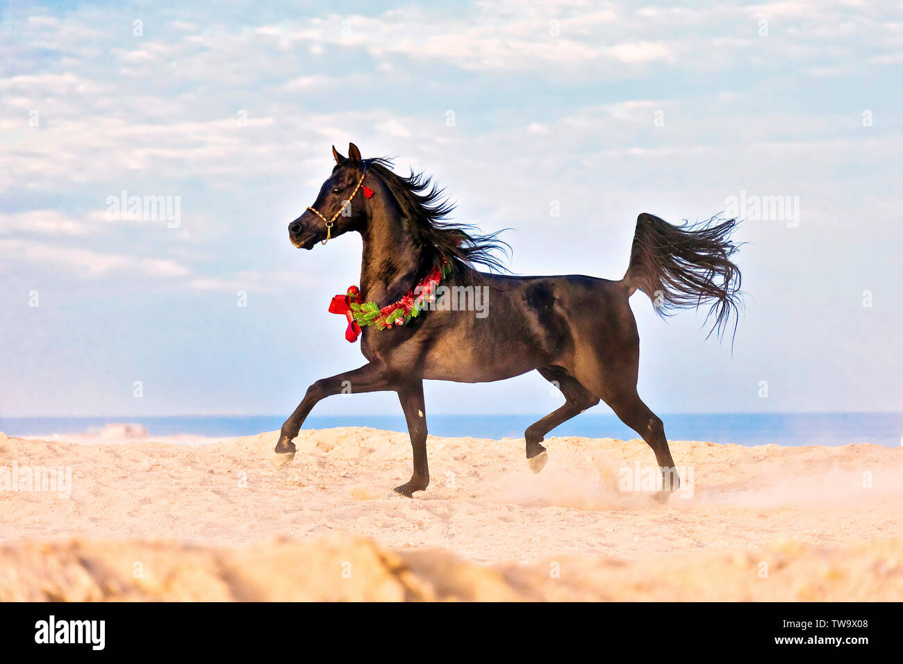 Arabian Horse. Black stallion trotting in the desert, wearing a ...