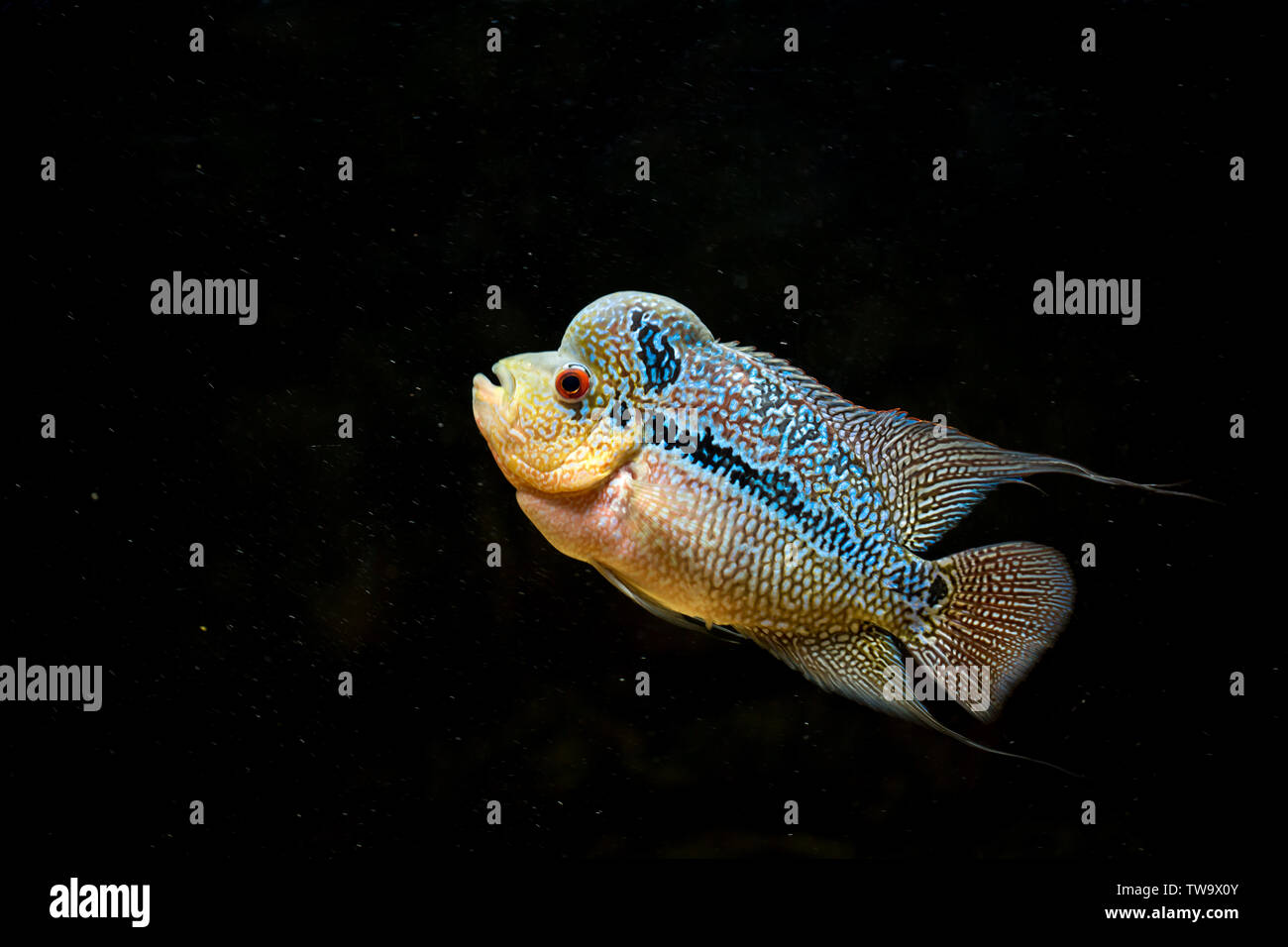 Fish without crest vertebrates hi-res stock photography and images - Alamy