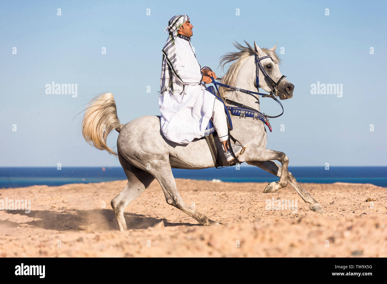 Arabian Horse. Rider in traditional dress on gray stallion galloping in ...
